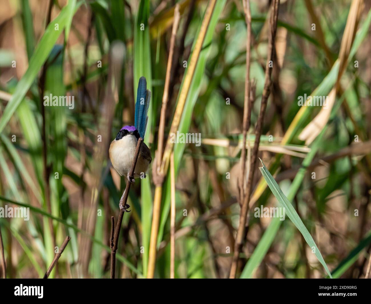 Purple-crowned Fairywren, Malurus coronatus, stunning endemic bird in ...