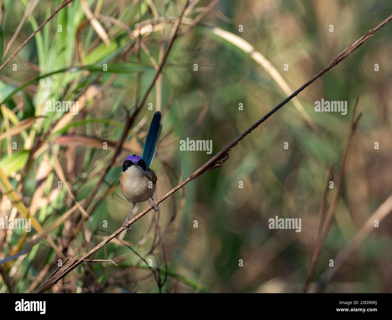 Purple-crowned Fairywren, Malurus coronatus, stunning endemic bird in ...