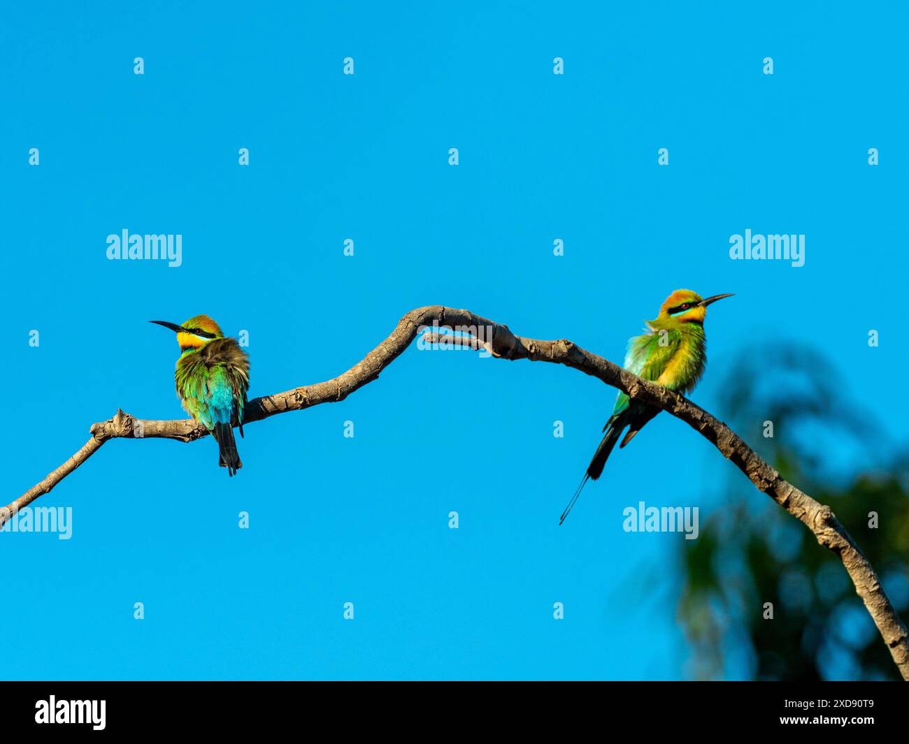 The colorful Rainbow Bee-eater, Merops ornatus, in the botanical ...