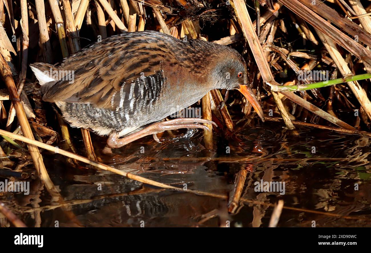 Eurasian Water rail (Rallus aquaticus Stock Photo - Alamy