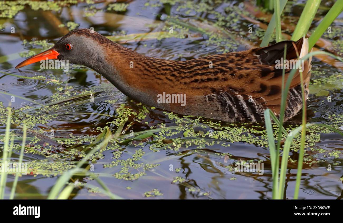 Eurasian Water rail (Rallus aquaticus Stock Photo - Alamy