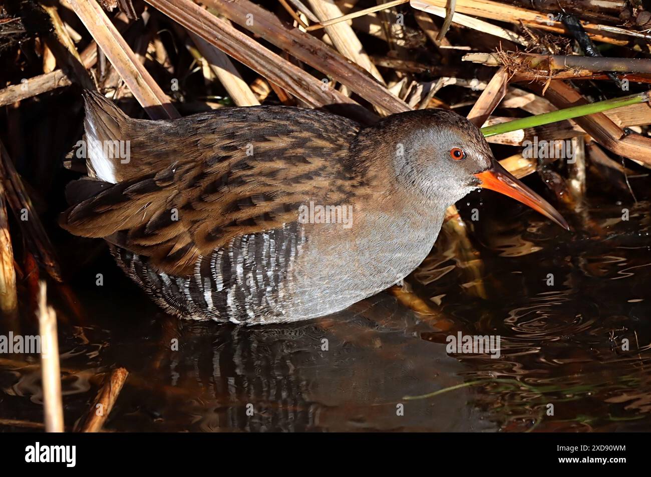 Eurasian Water rail (Rallus aquaticus Stock Photo - Alamy
