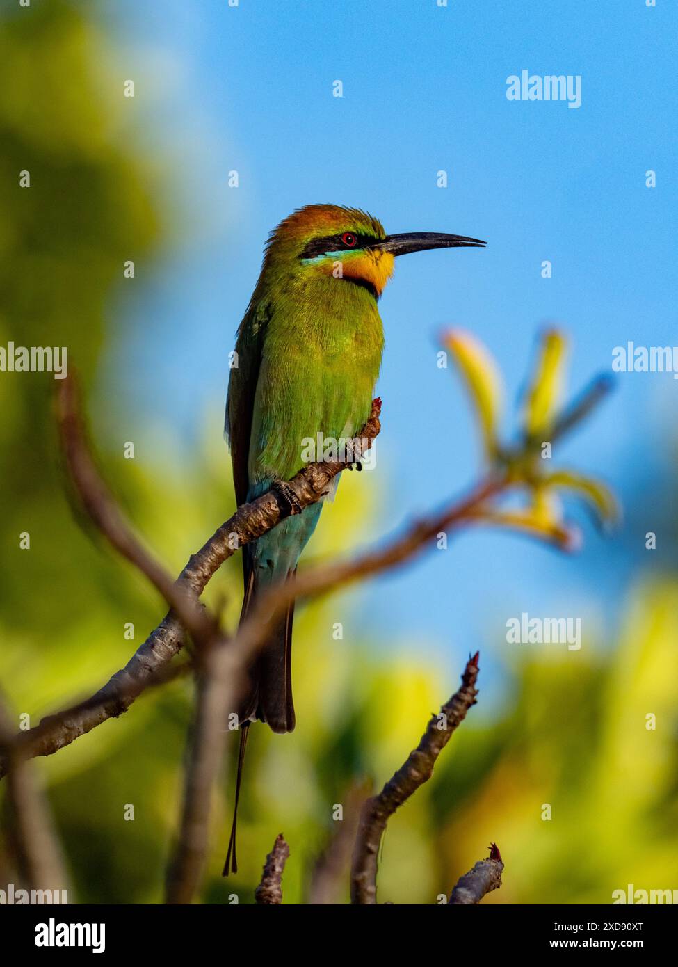 The colorful Rainbow Bee-eater, Merops ornatus, in the botanical ...