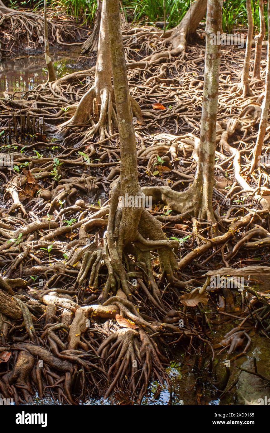 Intertwined root system of mangrove trees. Vertical photo Stock Photo ...