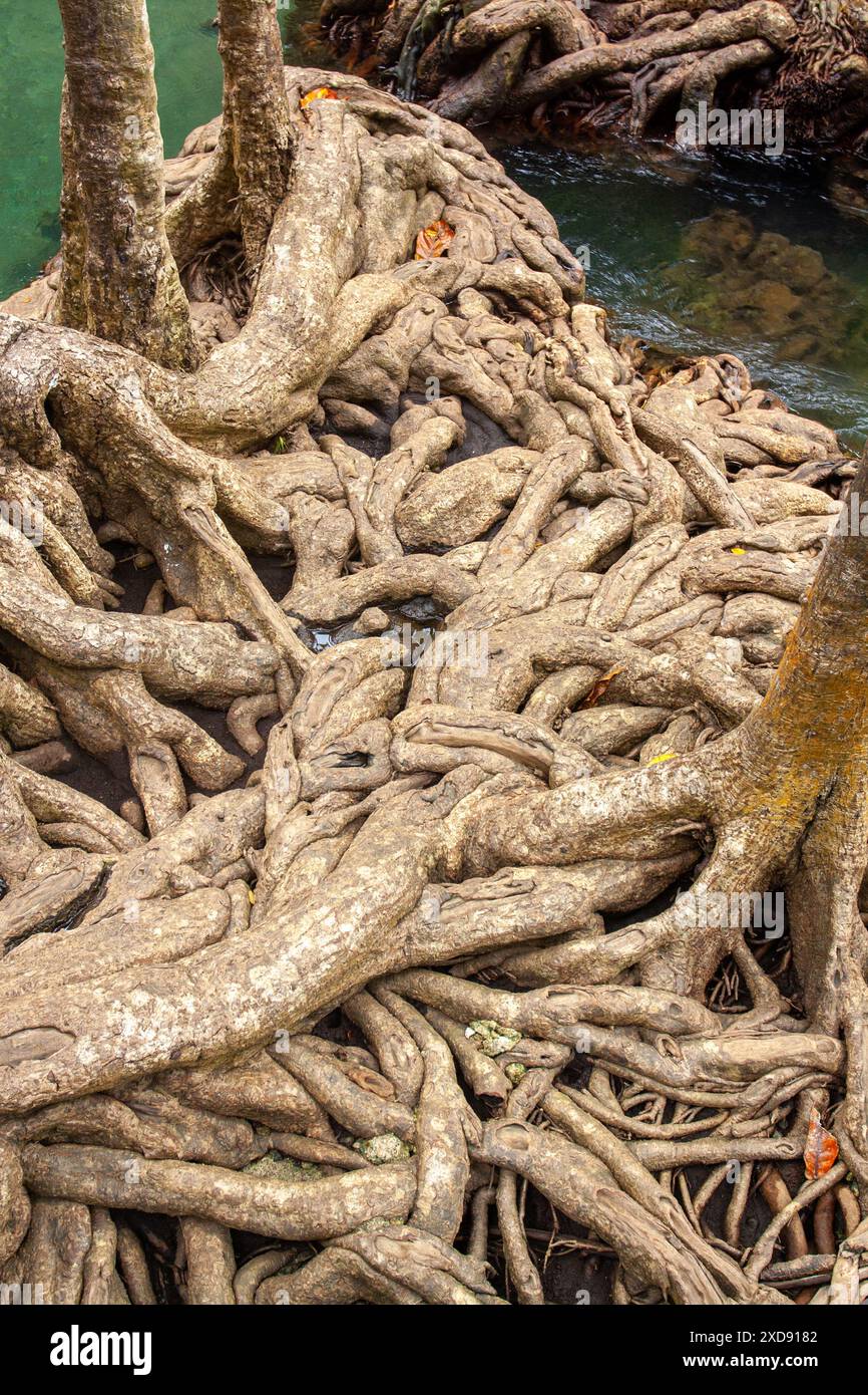 Powerful intertwined root system of mangrove trees in the water ...