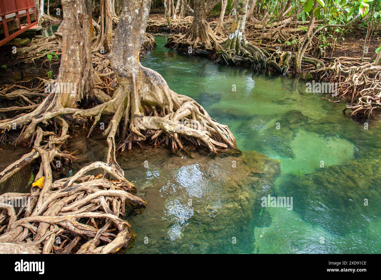 A stream with clear water flows among the powerful root system of ...