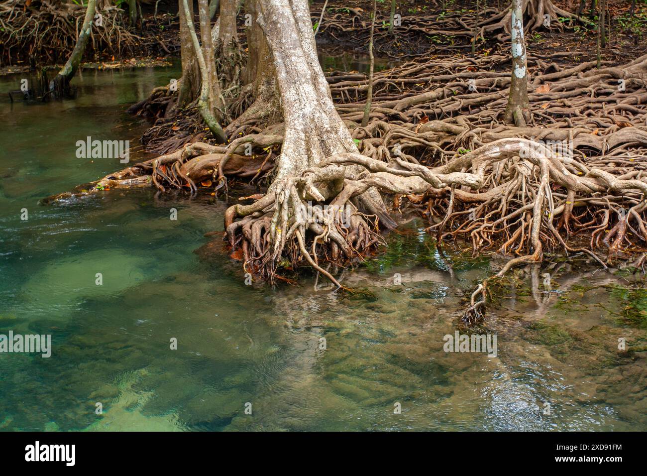 Root system of mangrove trees near clear water. Horizontal photo Stock ...