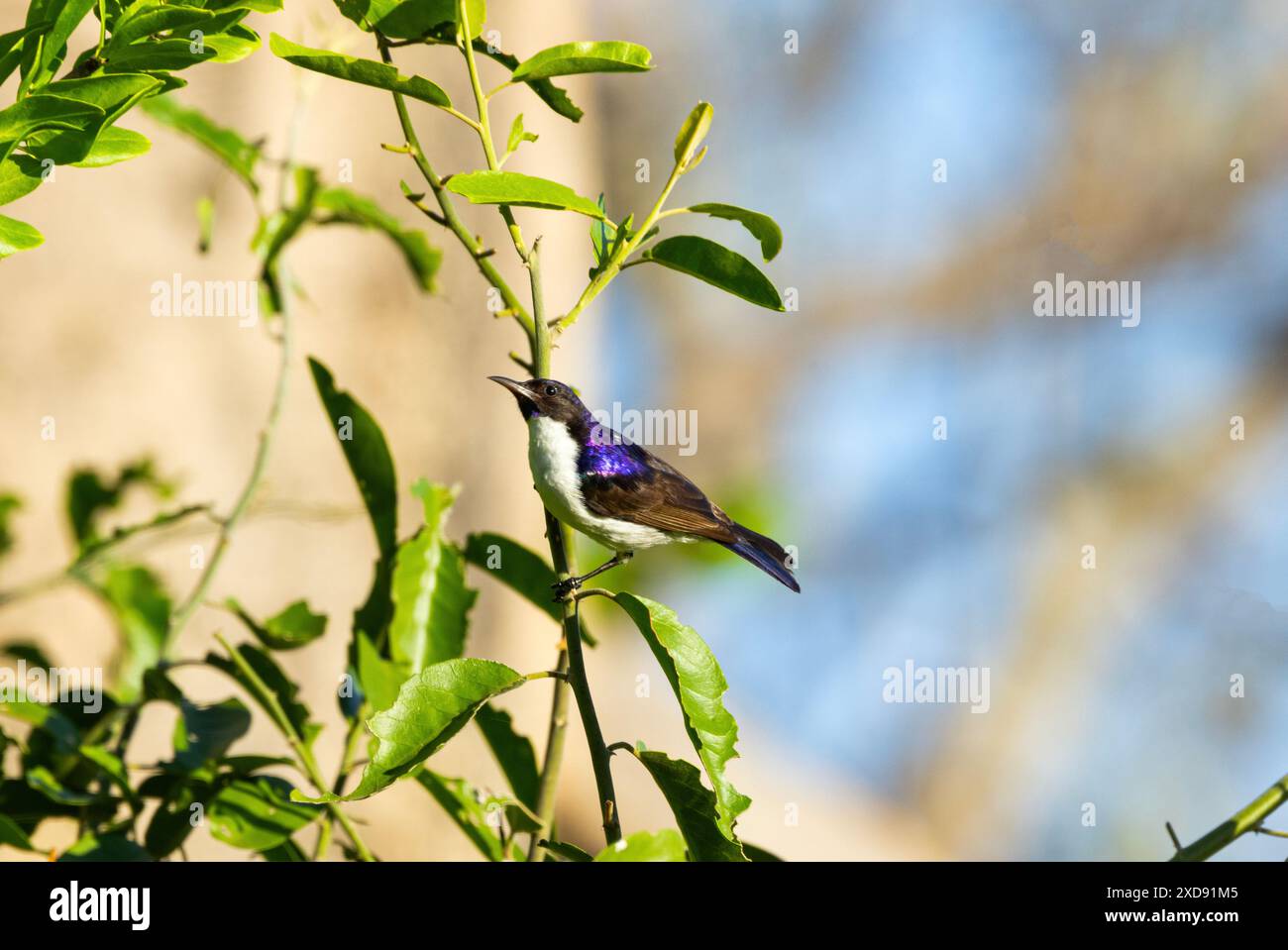The male Western Violet-backed Sunbird looks dark most of the time ...
