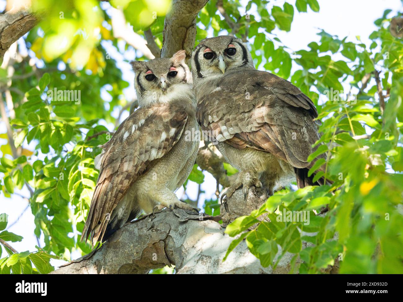 Largest of the African owls and one of the biggest in the world, the ...