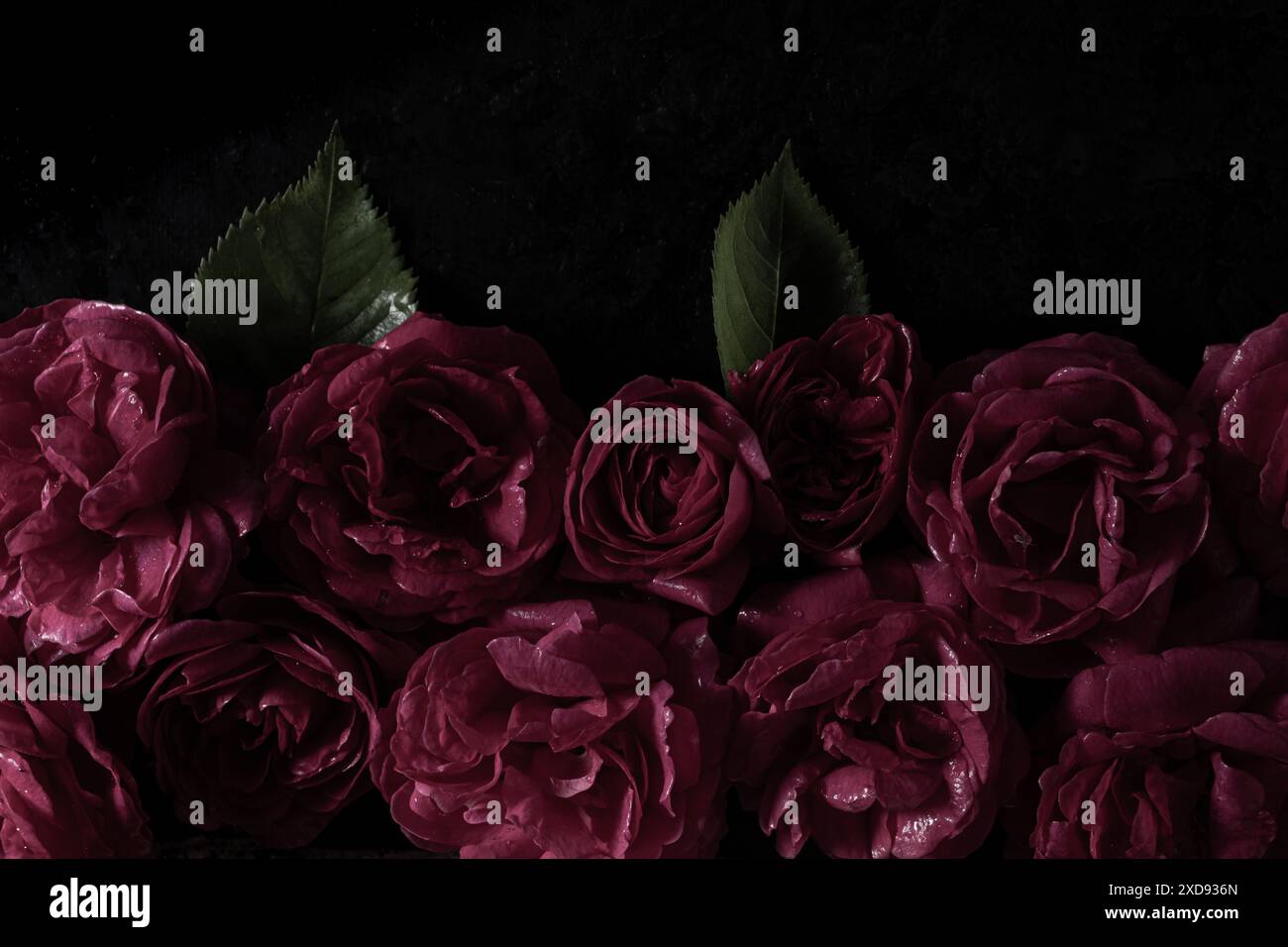 Captivating arrangement of dark red roses with green leaves against a ...