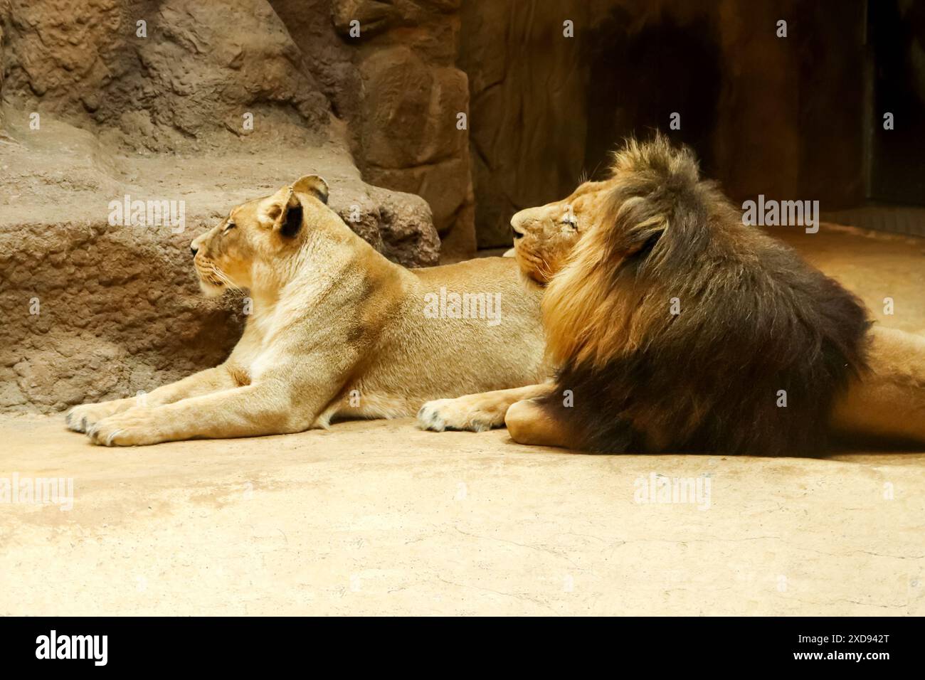 Resting lions, majestic predators, zoo wildlife. Lion and lioness ...