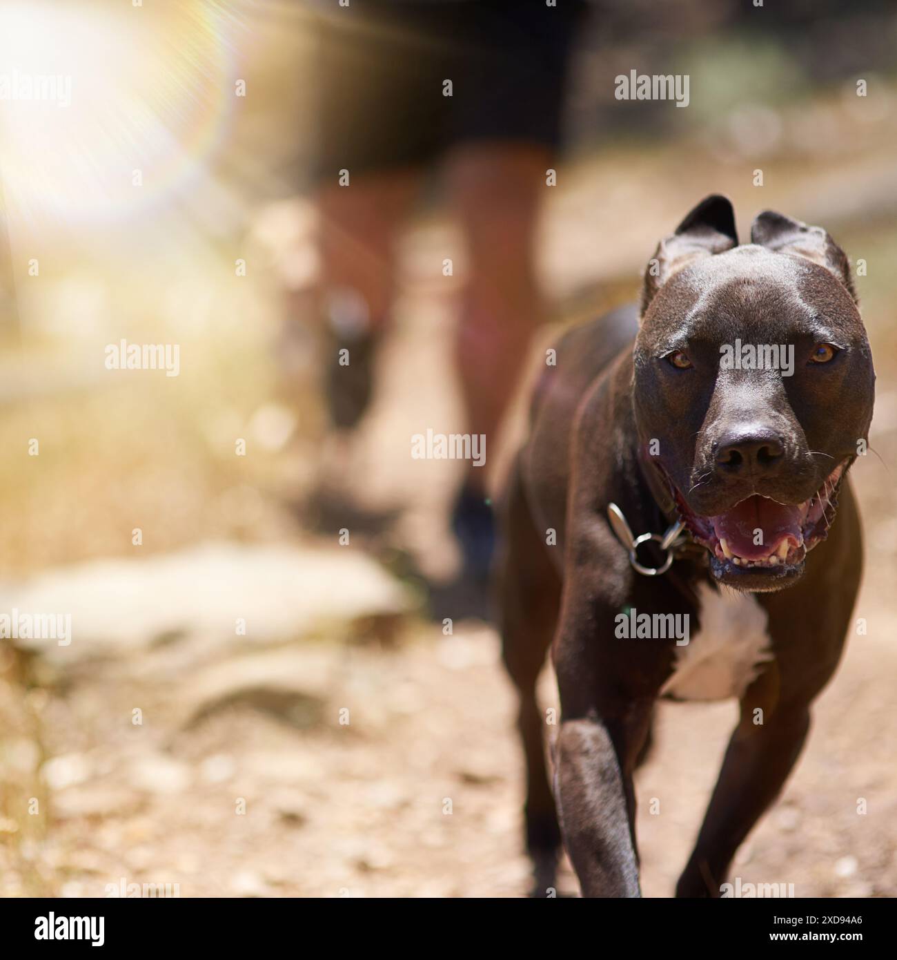 Forest, dog and running with sun, nature and outdoor exercise for ...
