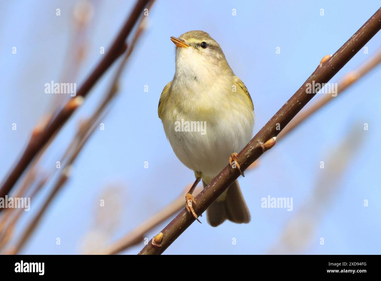 European Willow Warbler (Phylloscopus trochilus Stock Photo - Alamy