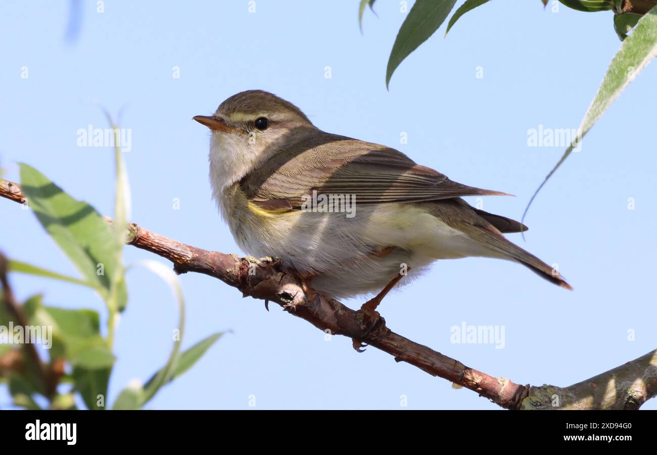 European Willow Warbler (Phylloscopus trochilus Stock Photo - Alamy