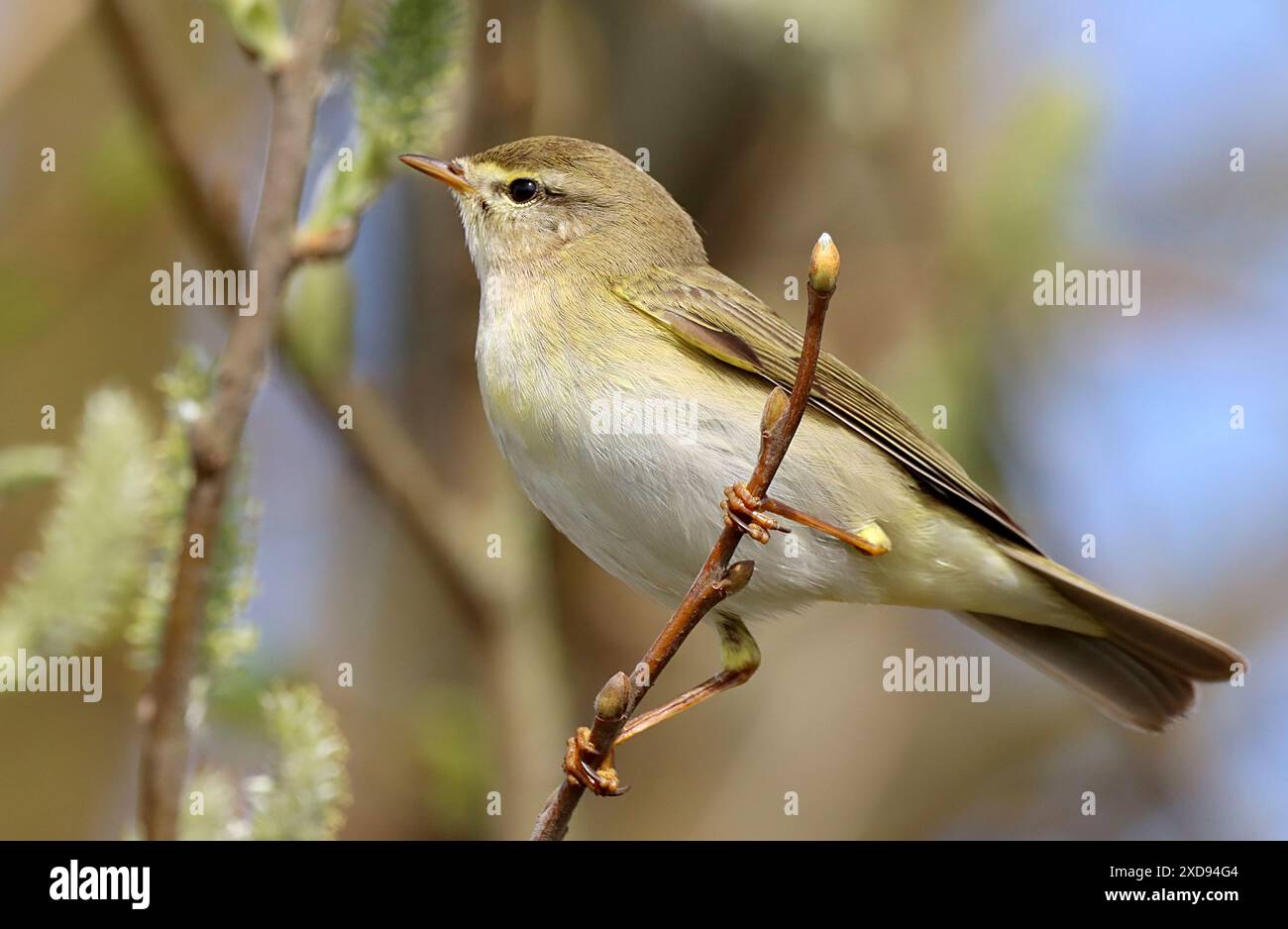 European Willow Warbler (Phylloscopus trochilus Stock Photo - Alamy