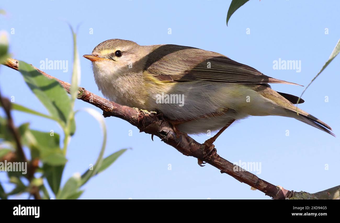 European Willow Warbler (Phylloscopus trochilus Stock Photo - Alamy