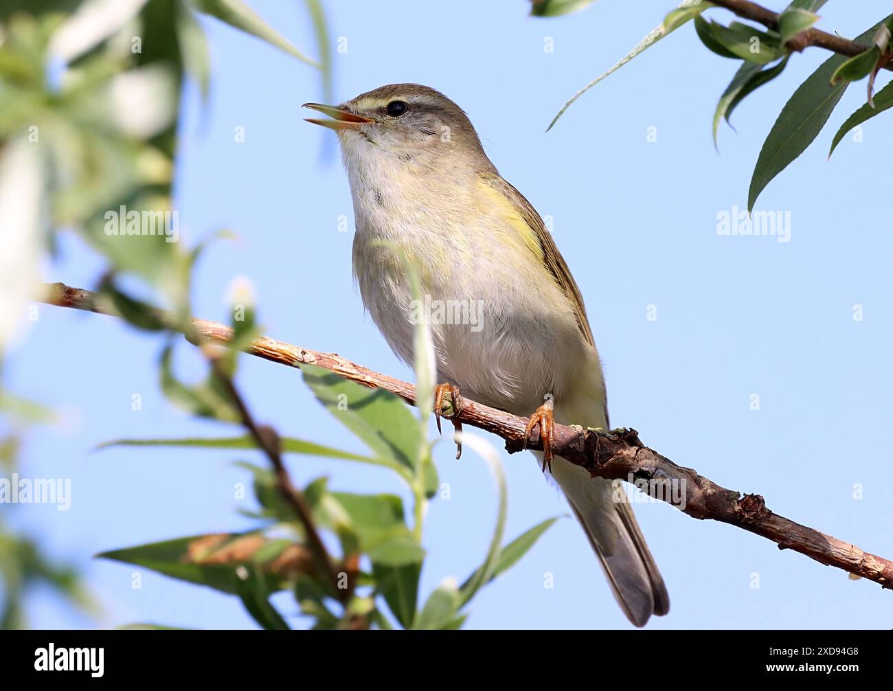 European Willow Warbler (Phylloscopus trochilus) in song Stock Photo ...