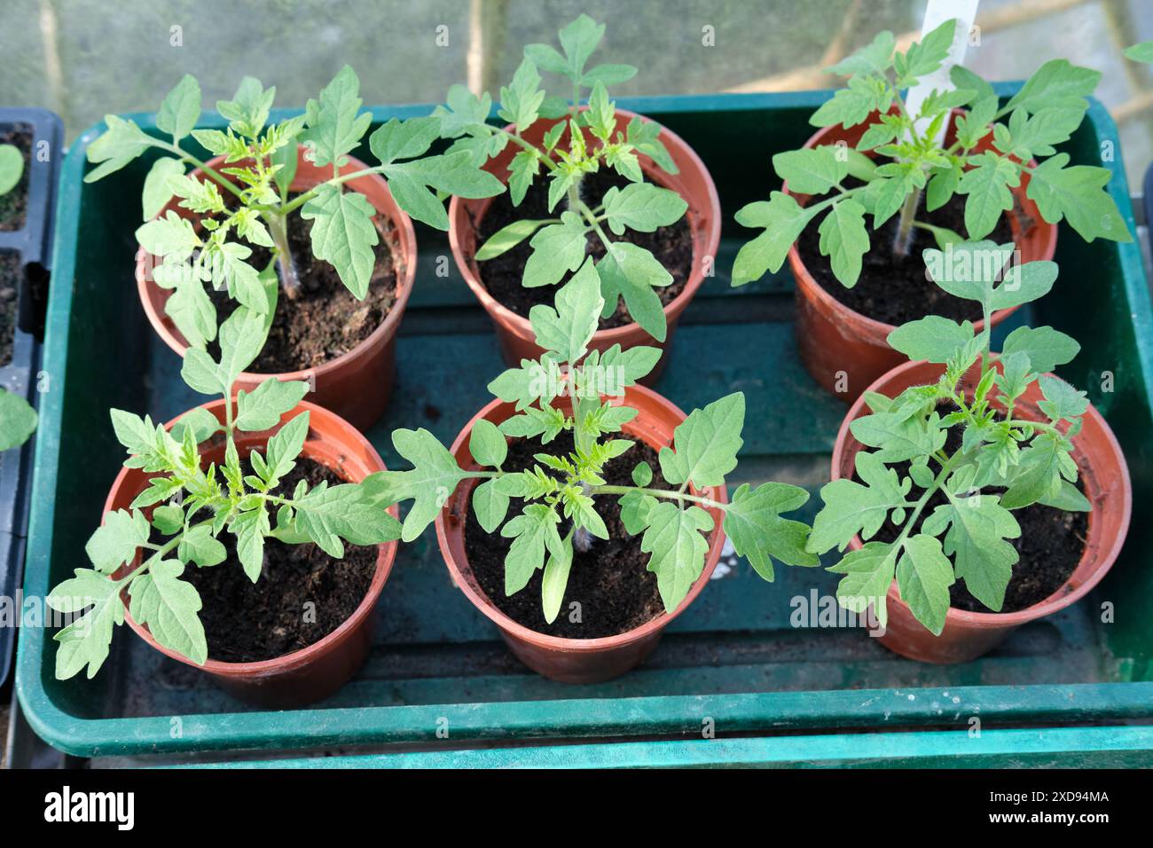 Tomato plants Gardener’s Delight in plastic plant pots in a plastic ...