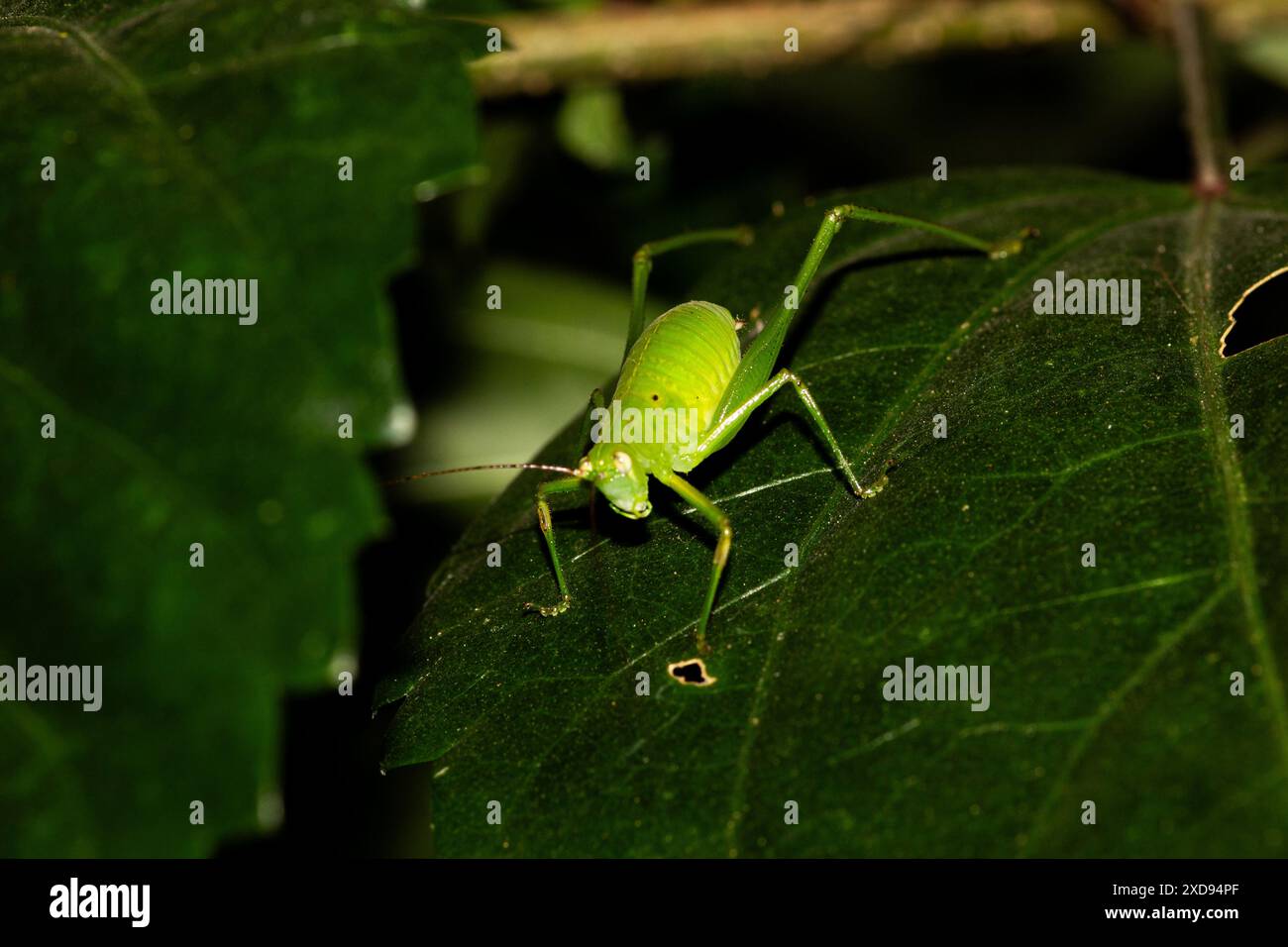 Macro shot of green bush cricket insect on a green leaf Stock Photo - Alamy
