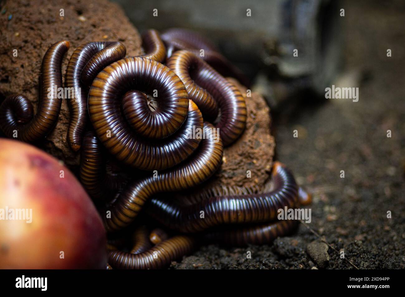 Detailed macro photography hi-res stock photography and images - Alamy