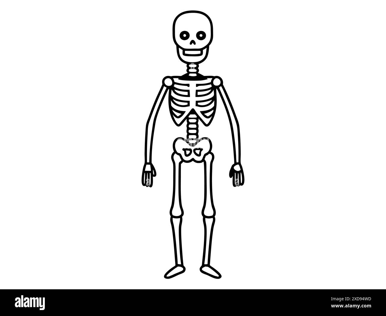 Black outline of a human skeleton isolated on a white background ...