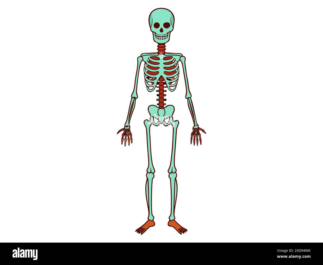 Cartoon human skeleton isolated on a white background. Concept of ...