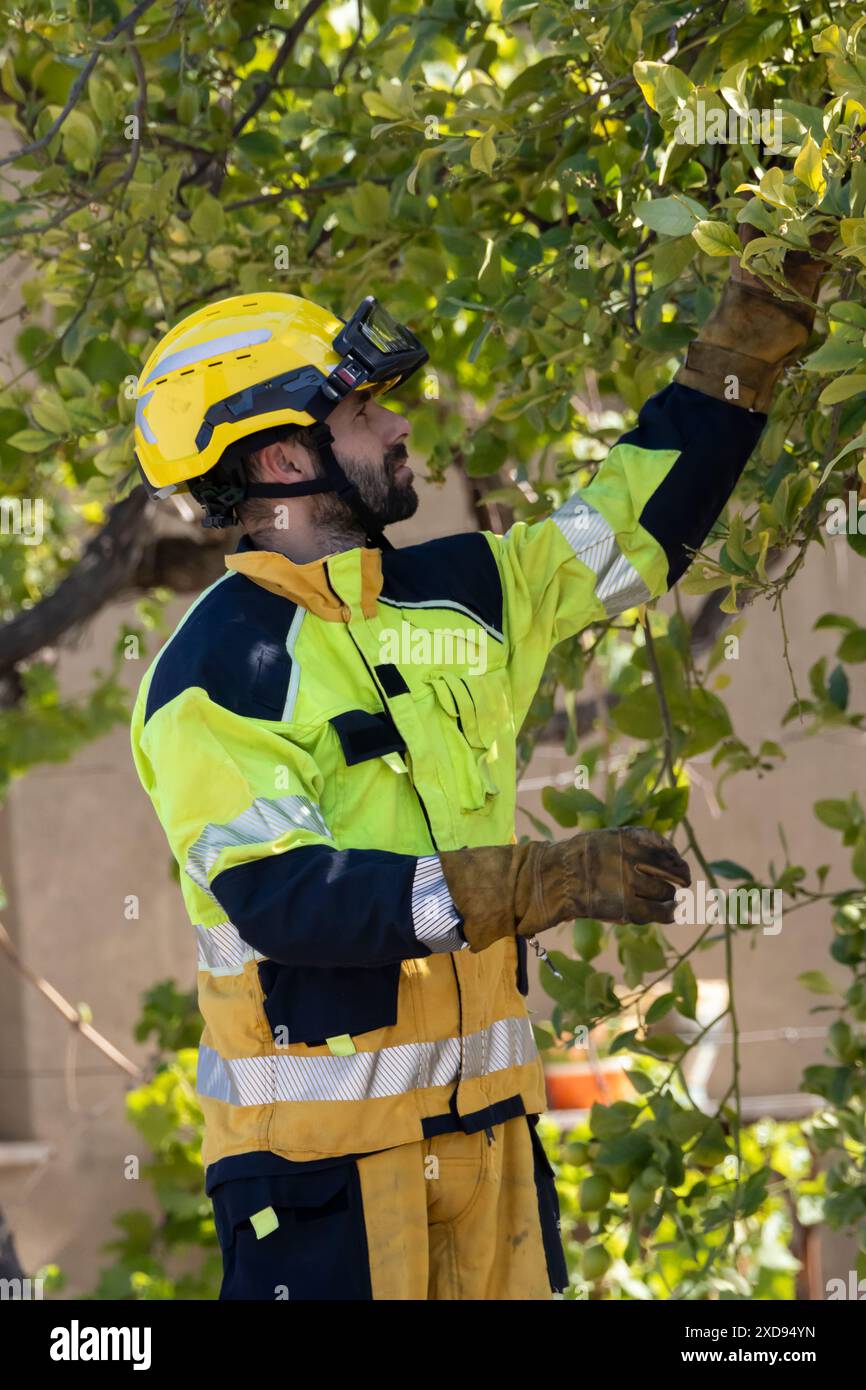 Firefighter with uniform and helmet standing in a tree Stock Photo - Alamy