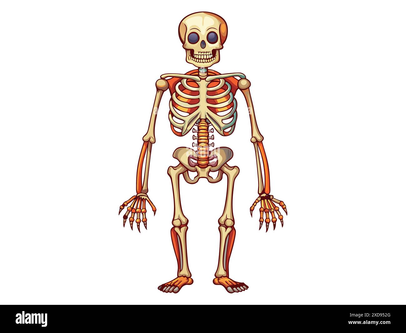 Cartoon human skeleton isolated on a white background. Concept of ...