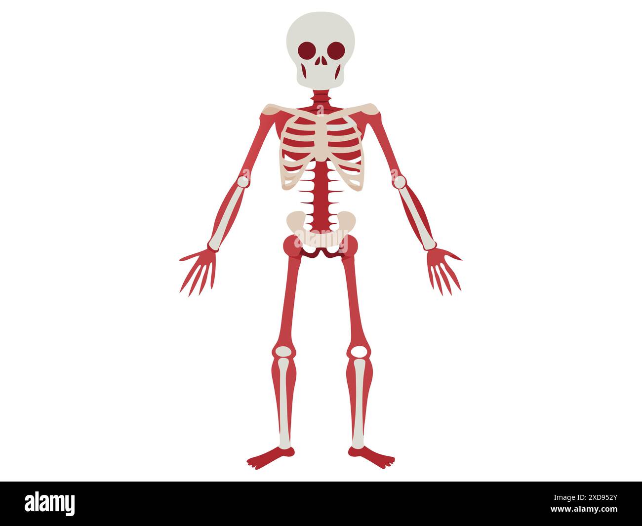 Cartoon human skeleton isolated on a white background. Concept of ...