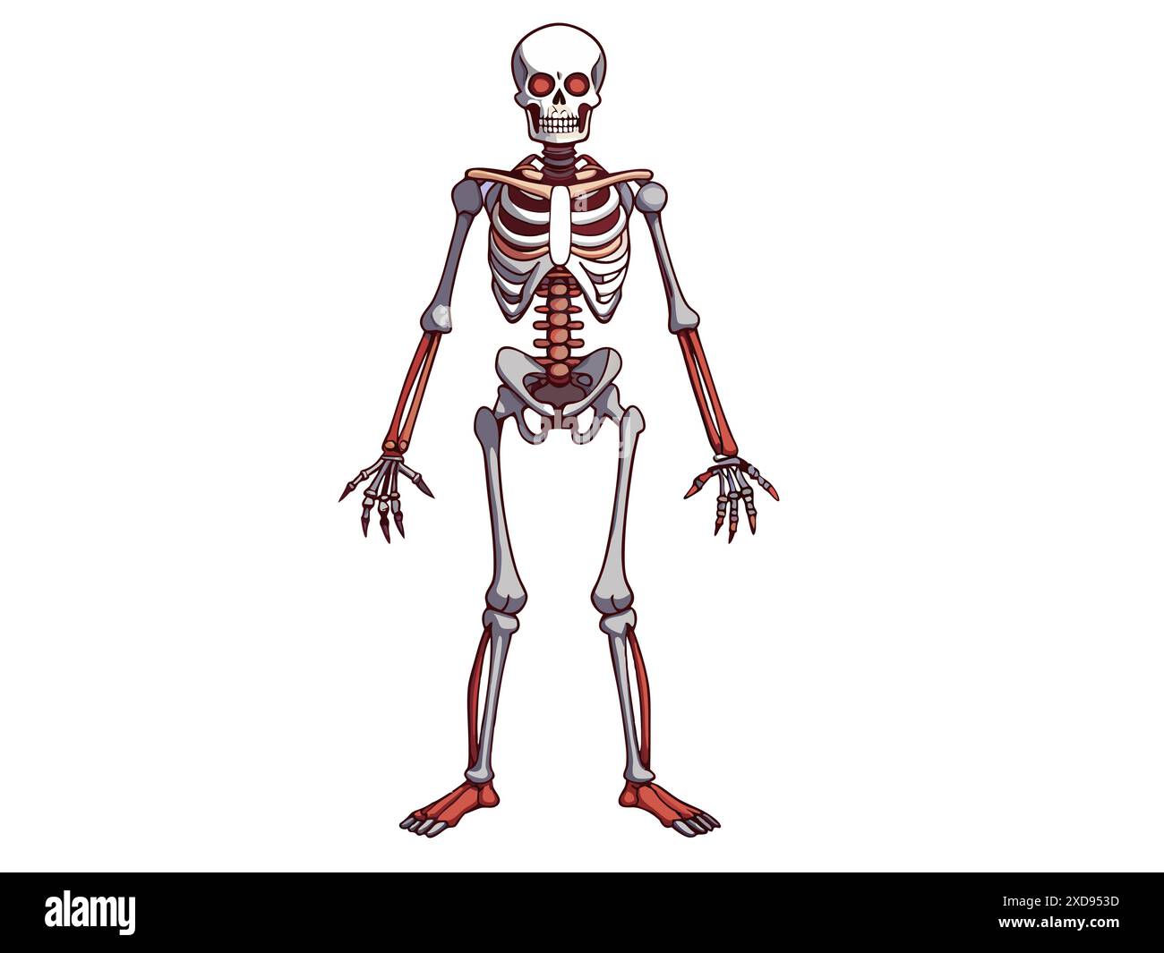 Cartoon human skeleton isolated on a white background. Concept of ...