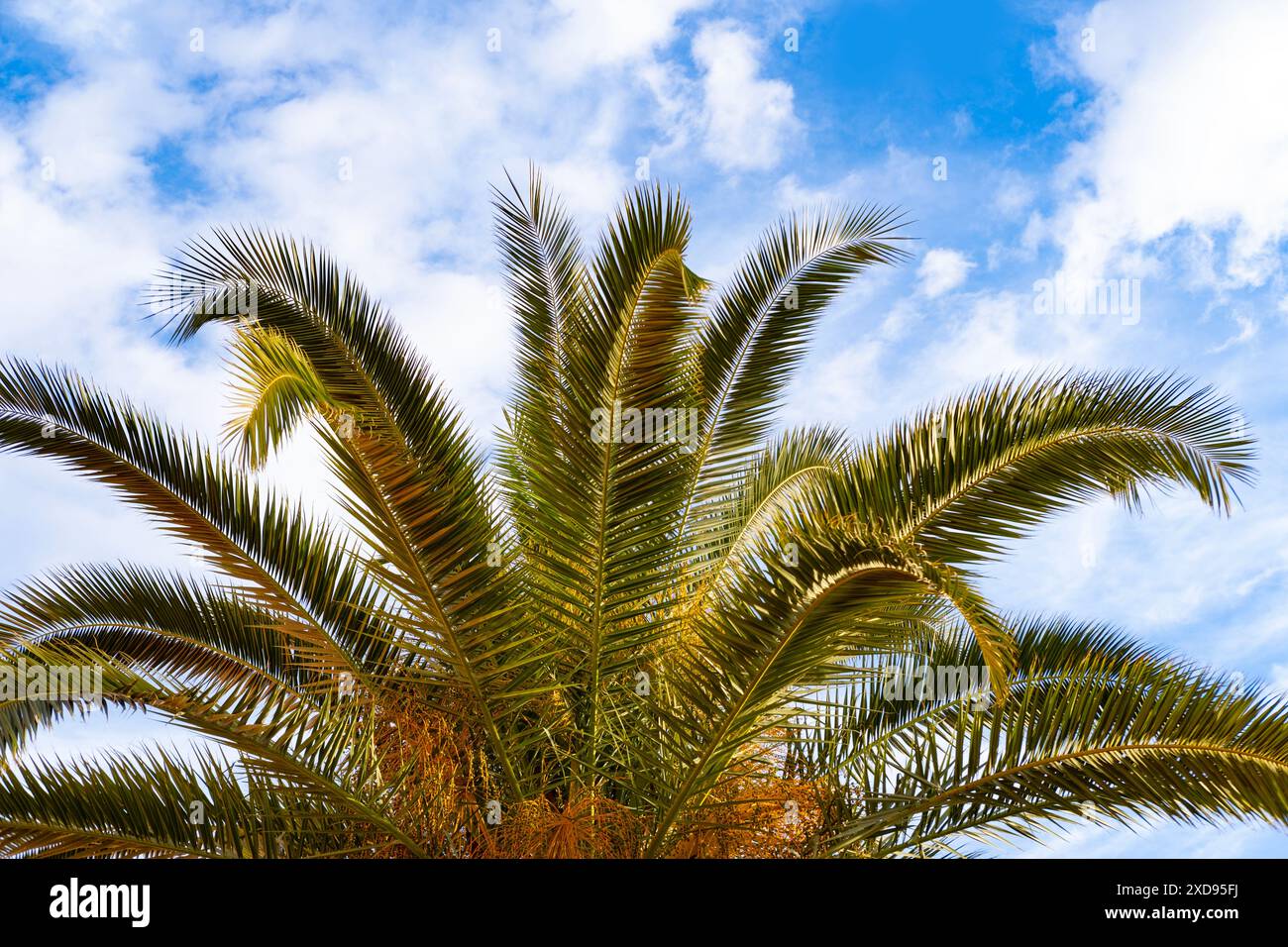 exotic leaves luxurious young date palm tree Phoenix dactylifera ...