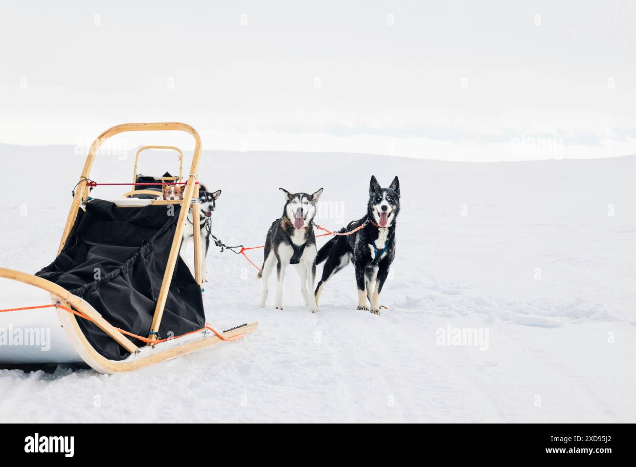 Two husky sled dogs taking a break whilst sledding in white snow ...