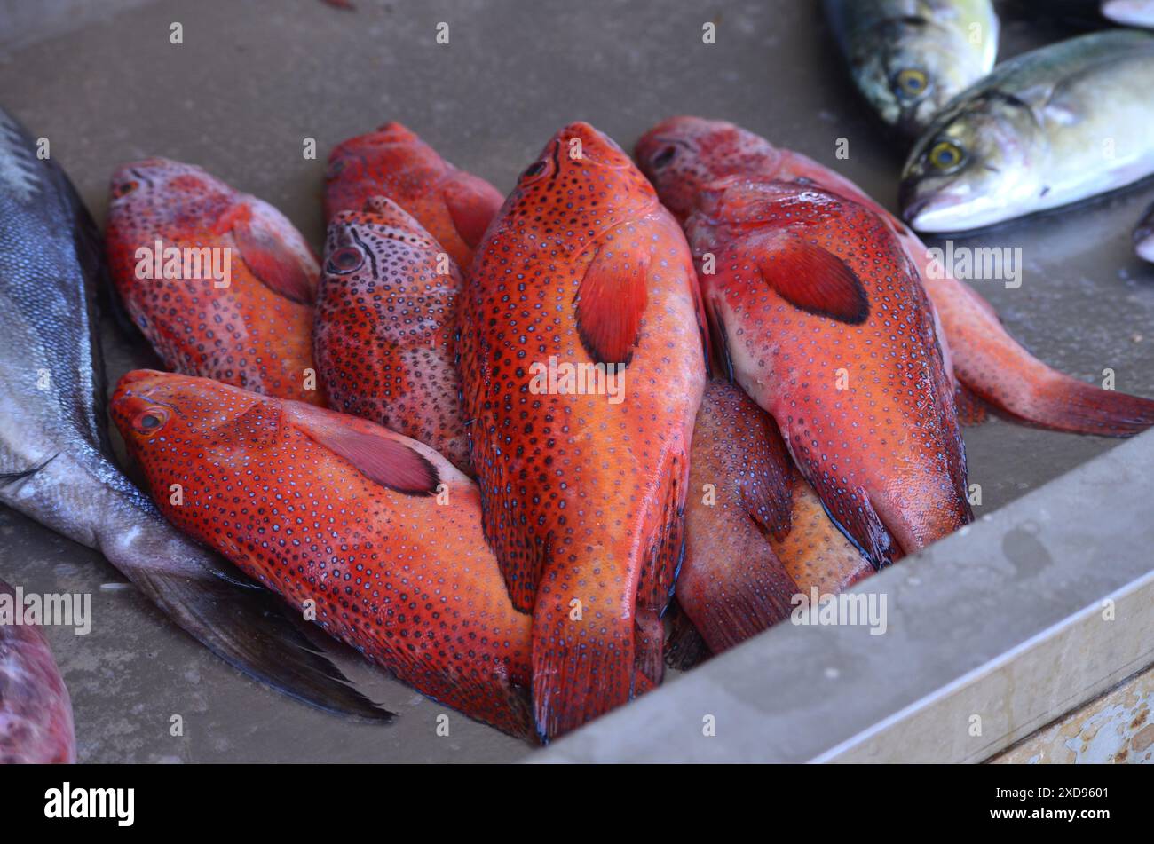 Freshly landed fish at Praia harbour’s fish market, Cabo Verde Stock ...