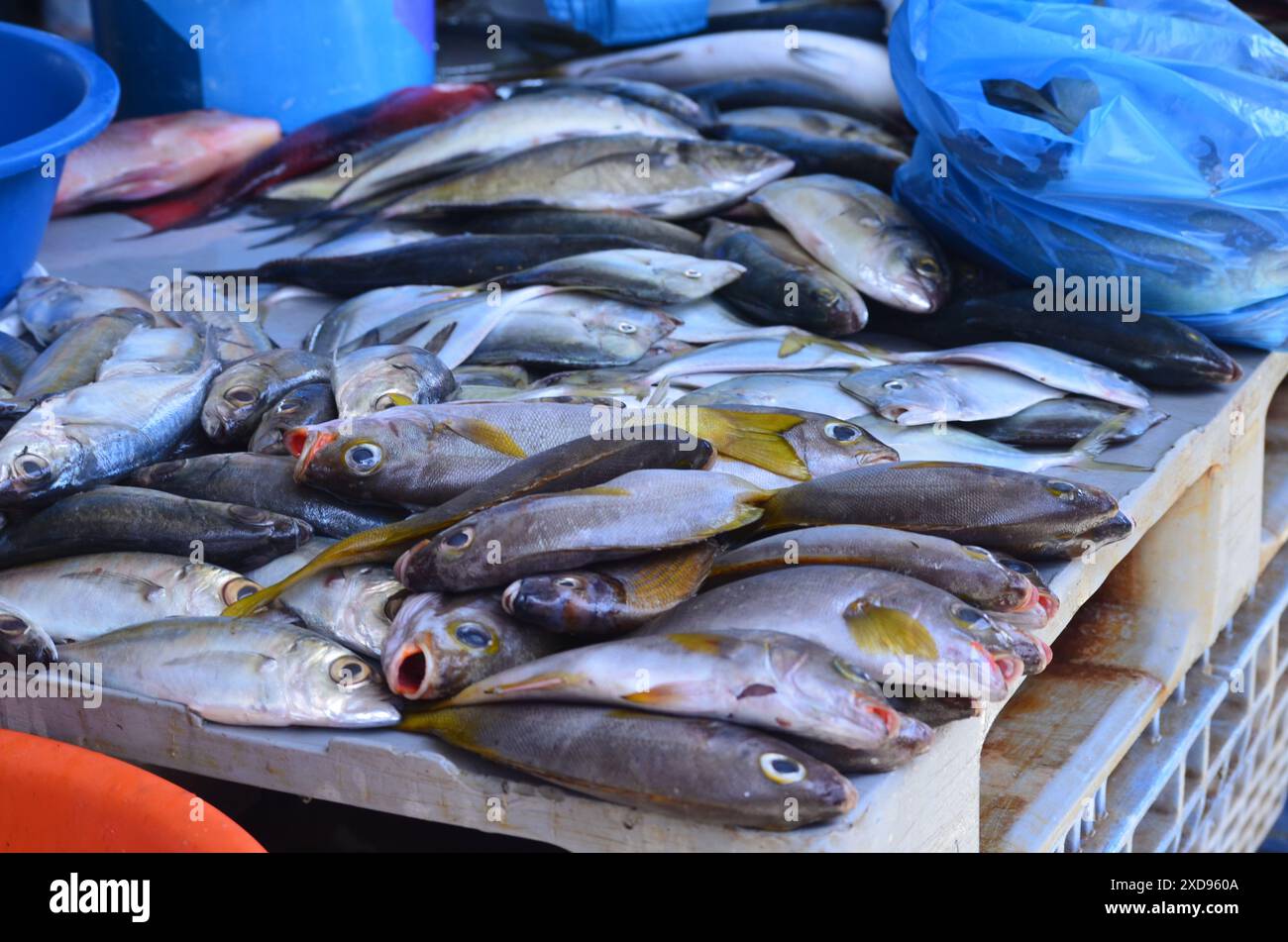 Freshly landed fish at Praia harbour’s fish market, Cabo Verde Stock ...