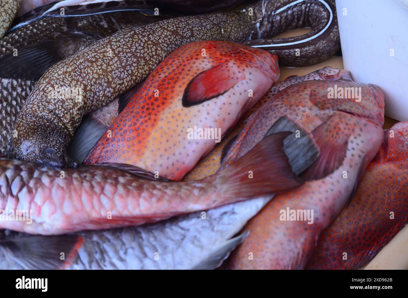 Freshly landed fish at Praia harbour’s fish market, Cabo Verde Stock ...