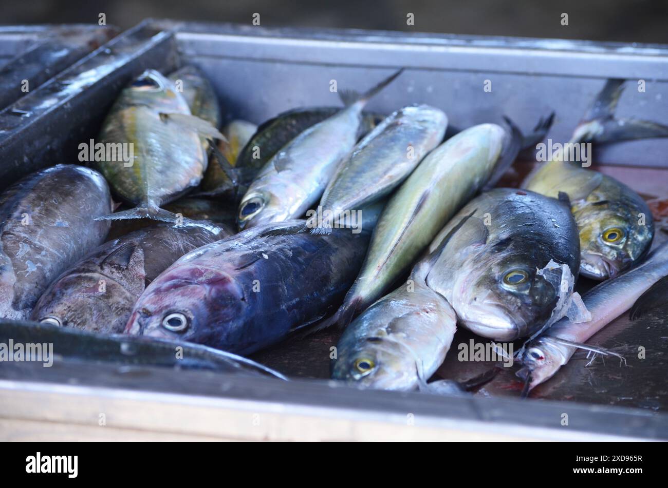 Freshly landed fish at Praia harbour’s fish market, Cabo Verde Stock ...