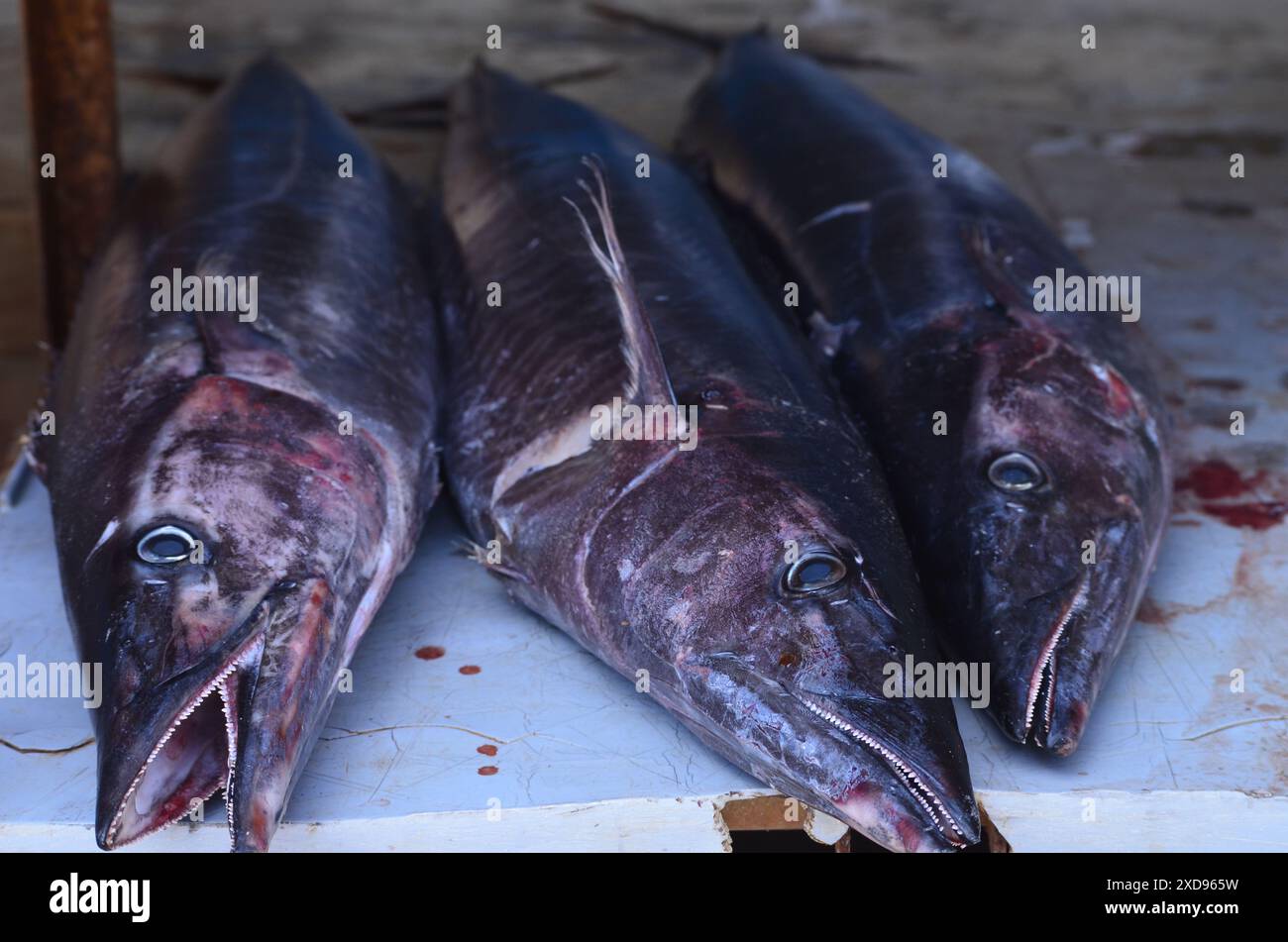 Freshly landed fish at Praia harbour’s fish market, Cabo Verde Stock ...