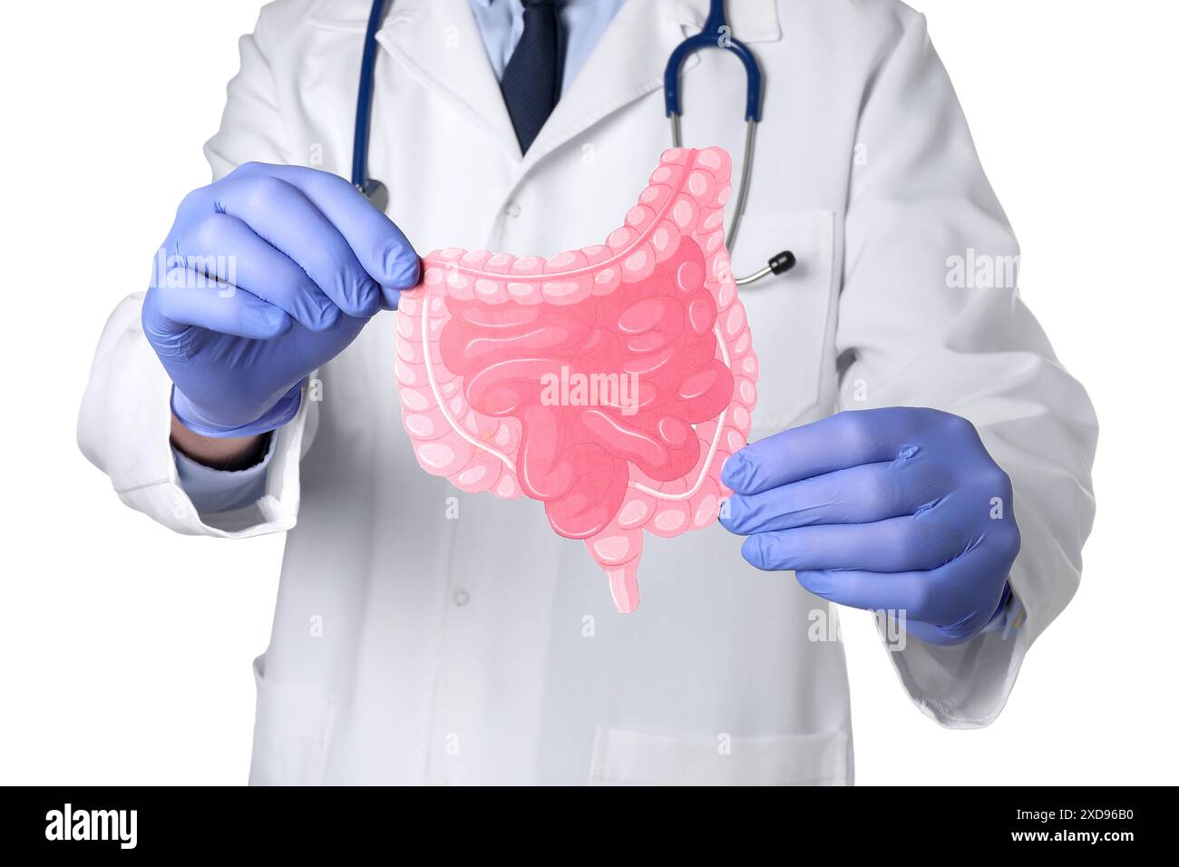 Doctor with paper intestine cutout on white background, closeup Stock ...