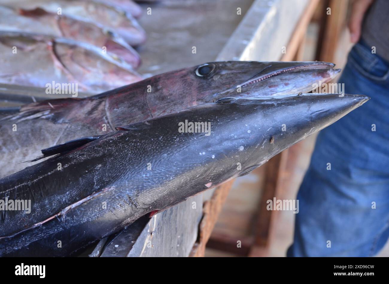 Freshly landed fish at Praia harbour’s fish market, Cabo Verde Stock ...