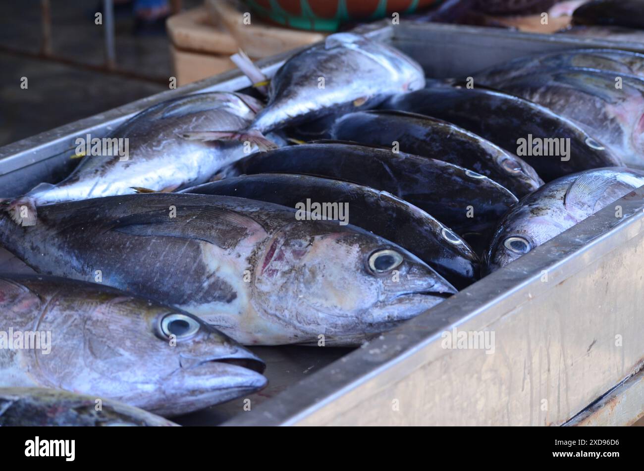 Freshly landed fish at Praia harbour’s fish market, Cabo Verde Stock ...