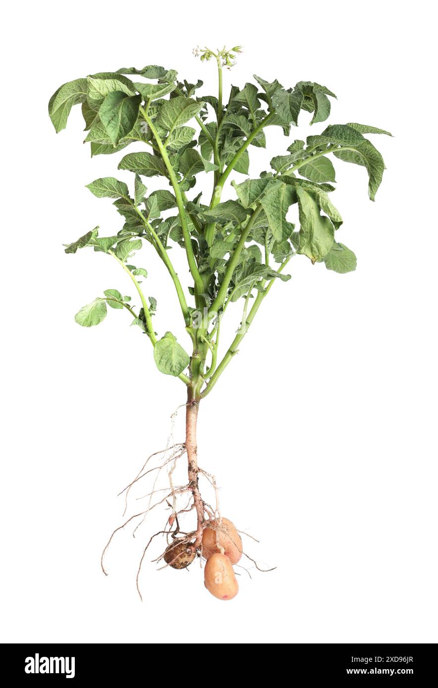 Potato plant with tubers isolated on white Stock Photo - Alamy