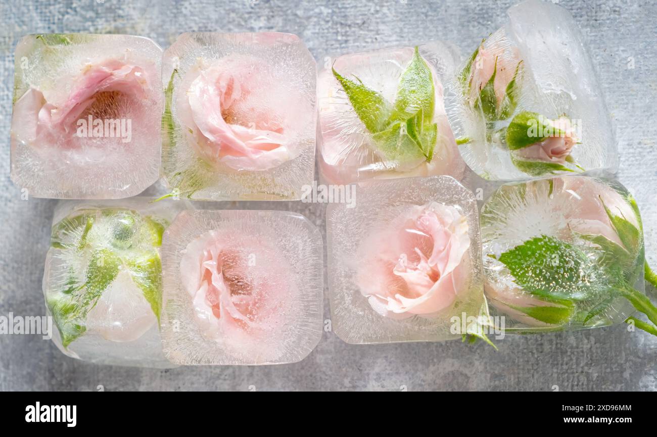 Beautiful pink roses encased in clear ice cubes, creating a striking ...