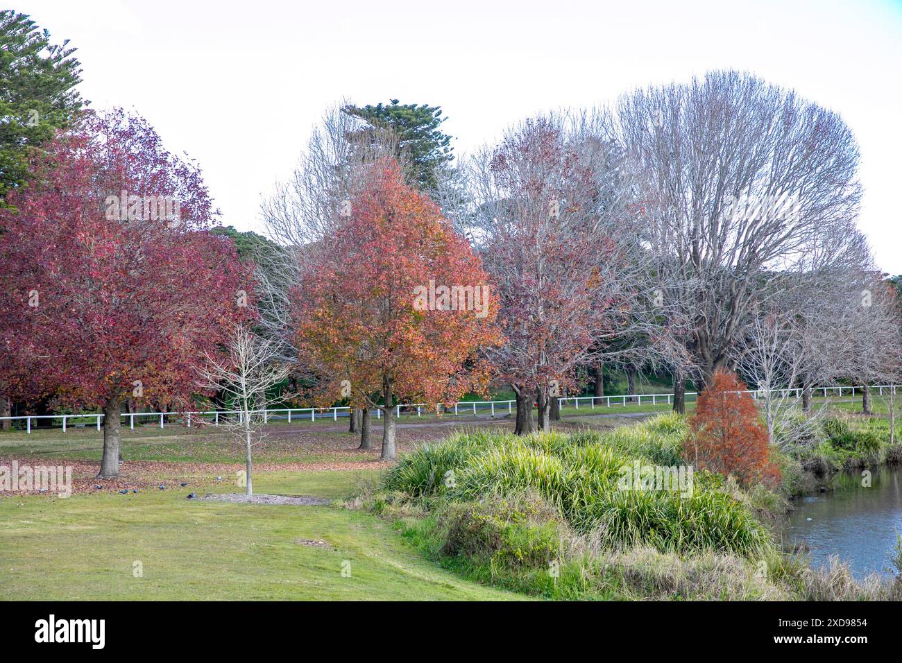 Centennial park in Randwick Sydney, winters day with autumn colour on ...