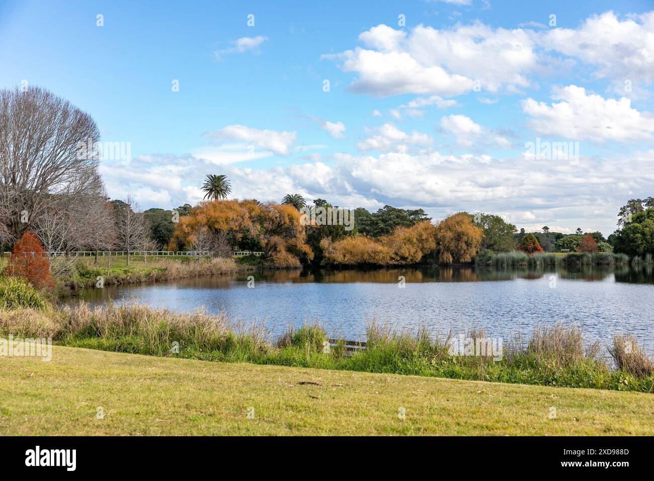 Centennial park in Randwick Sydney, winters day with autumn colour on ...