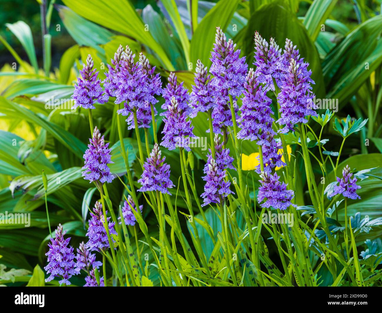 Early summer spikes of the hybrid terrestrial orchid, Dactylorhiza x ...