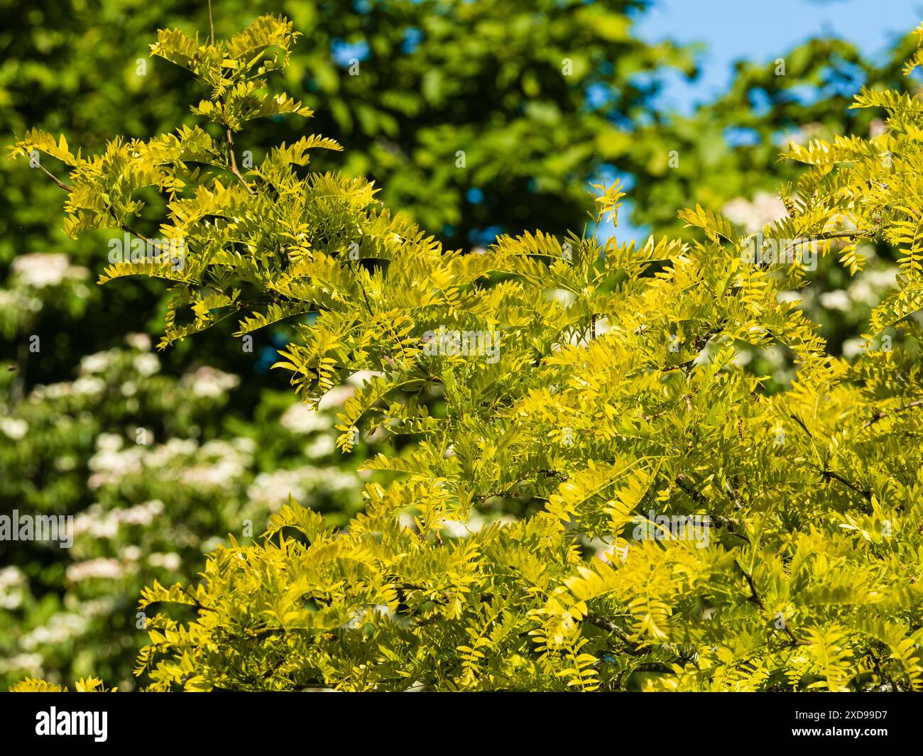 Golden foliage of the hardy deciduous thornless honey locust tree ...