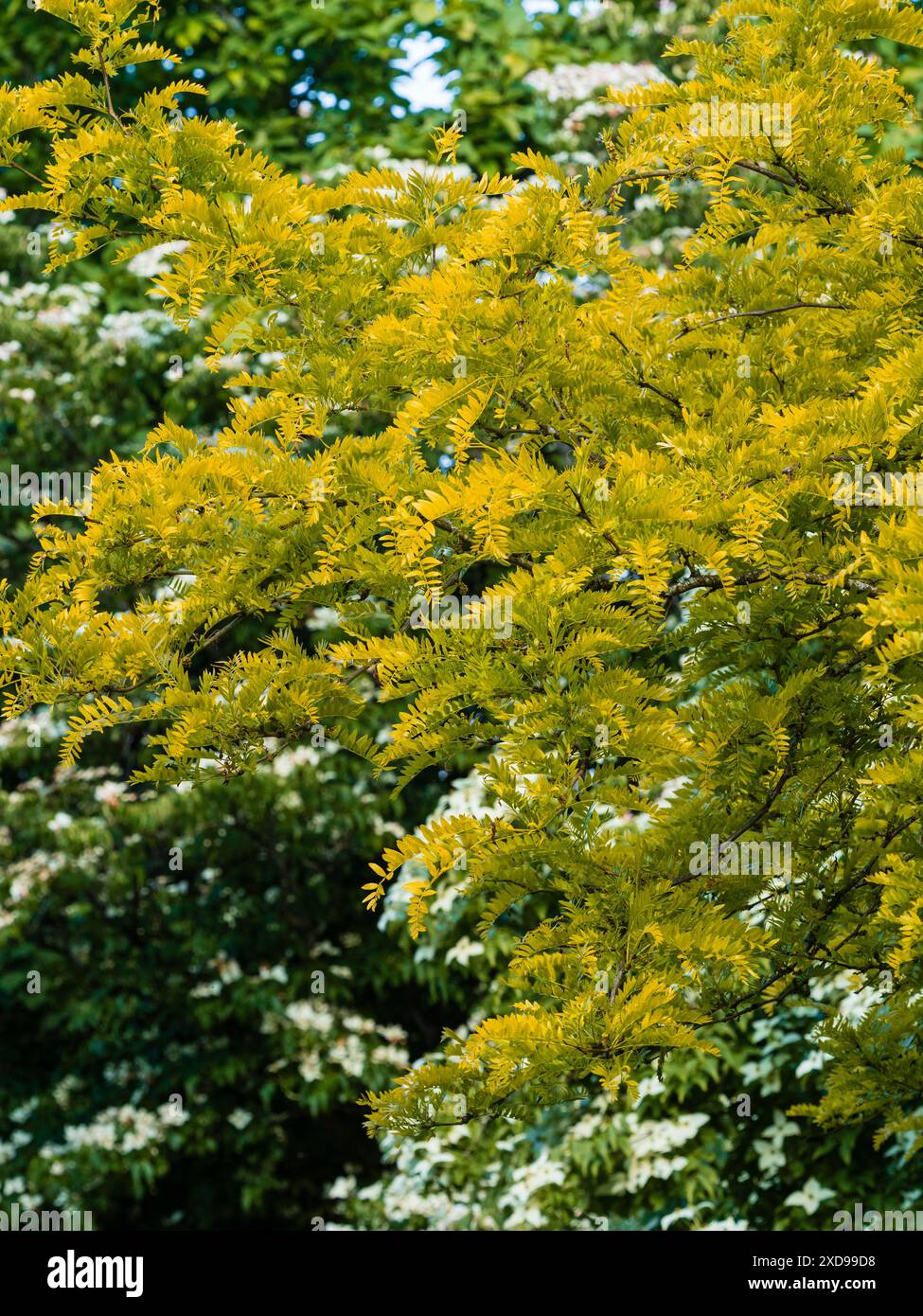 Golden foliage of the hardy deciduous thornless honey locust tree ...