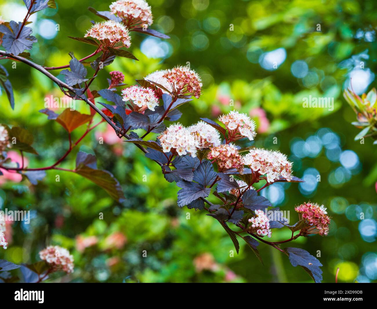 White head of early summer flowers of the dark leaved form of the hardy ...