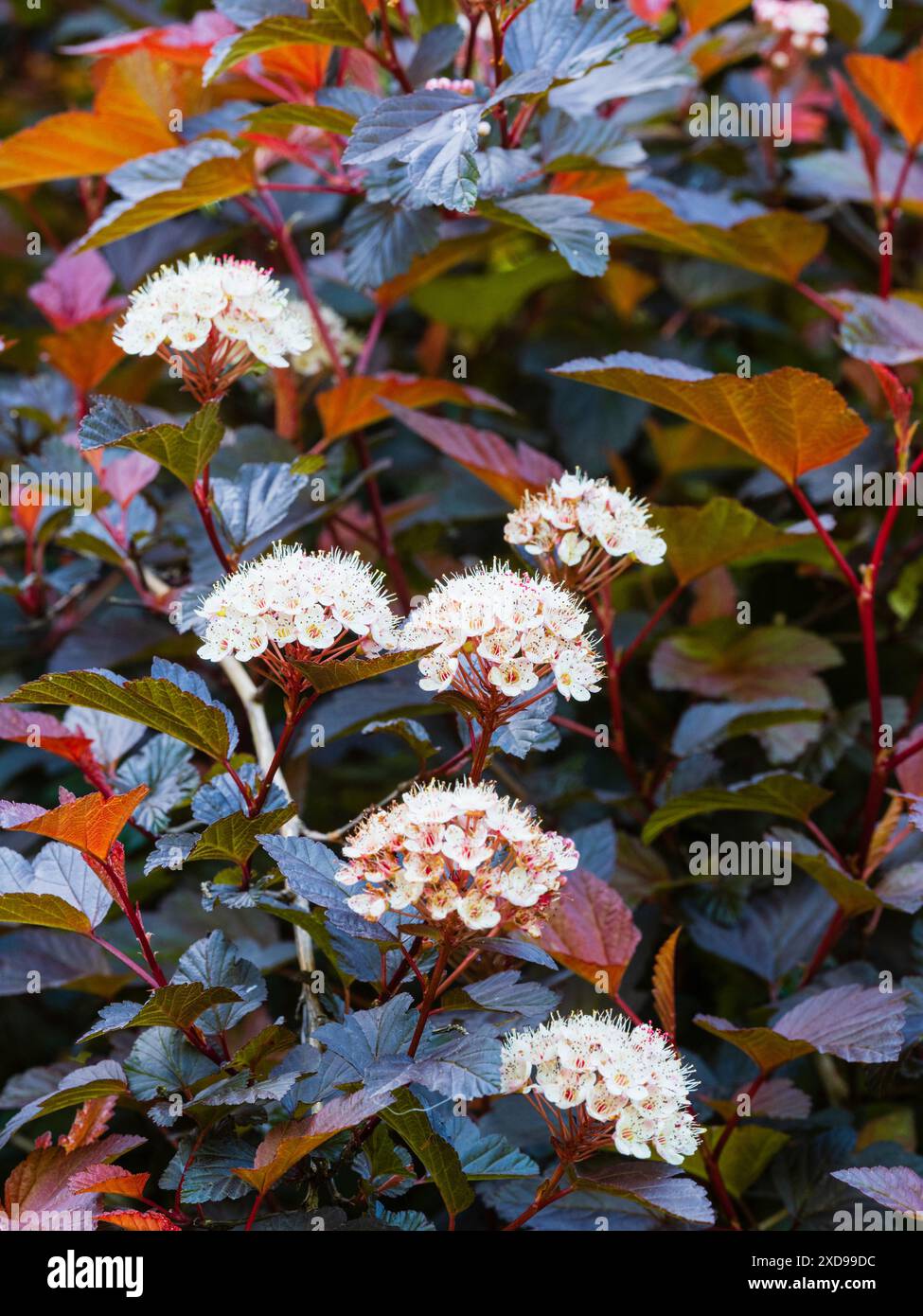 White head of early summer flowers of the dark leaved form of the hardy ...