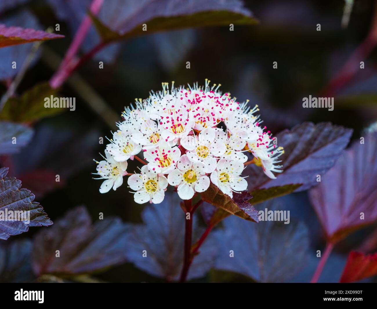 White head of early summer flowers of the dark leaved form of the hardy ...